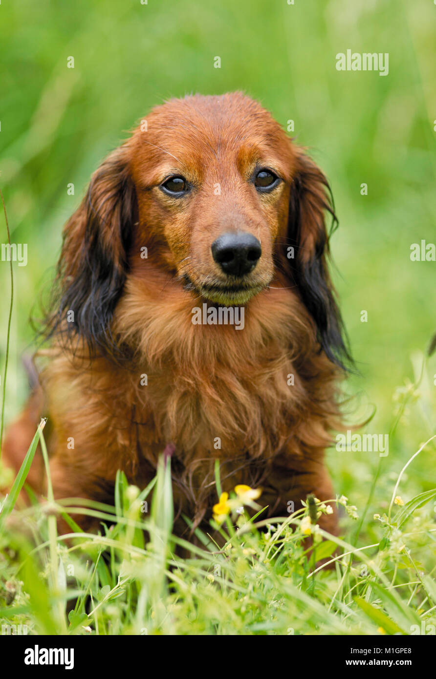 Long-haired Dachshund. Adult sitting on a meadow. Germany Stock Photo ...