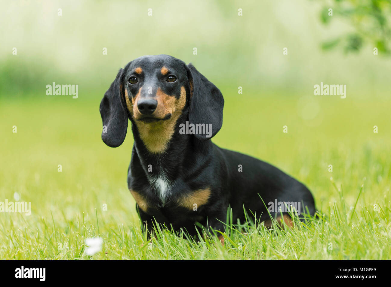 Short-haired Dachshund. Adult sitting on a meadow. Germany Stock Photo ...