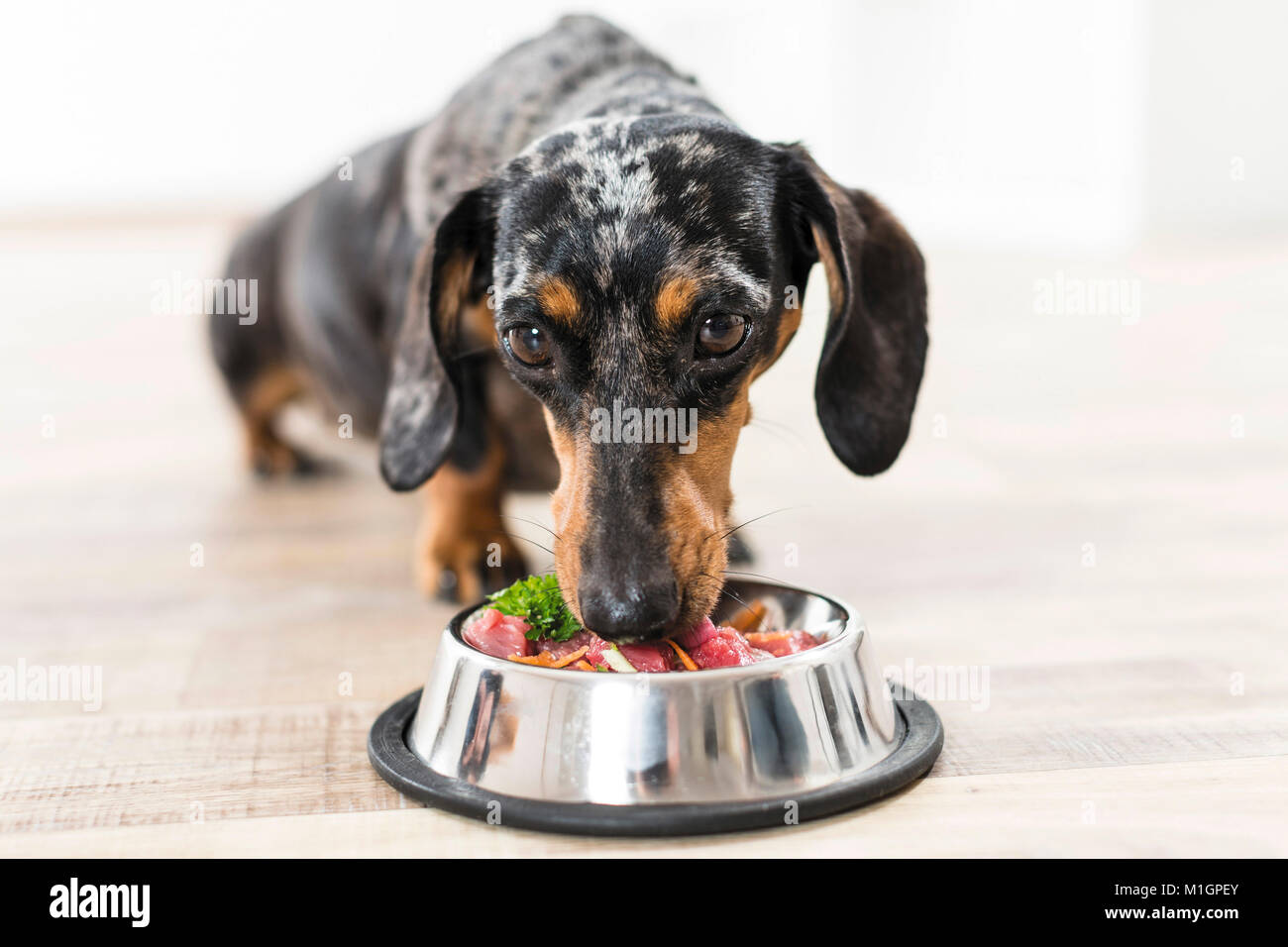 Short-haired Dachshund. Adult eating raw food from a metal bowl ...