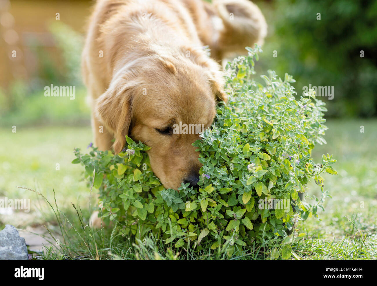 Golden Retriever. Adult dog sniffing on herbs. Germany Stock Photo - Alamy