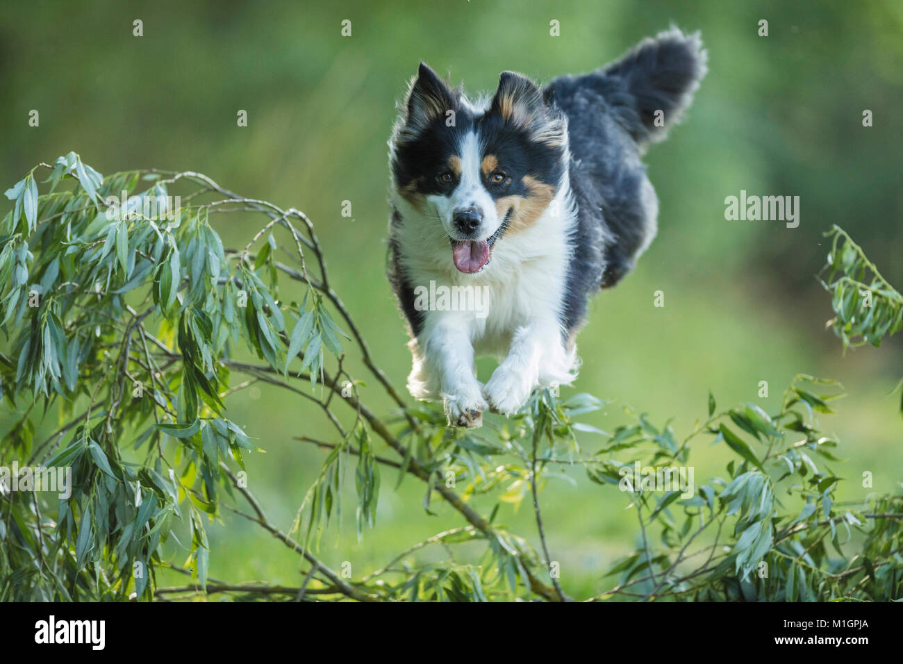 Leaping australian shepherd hi-res stock photography and images - Alamy