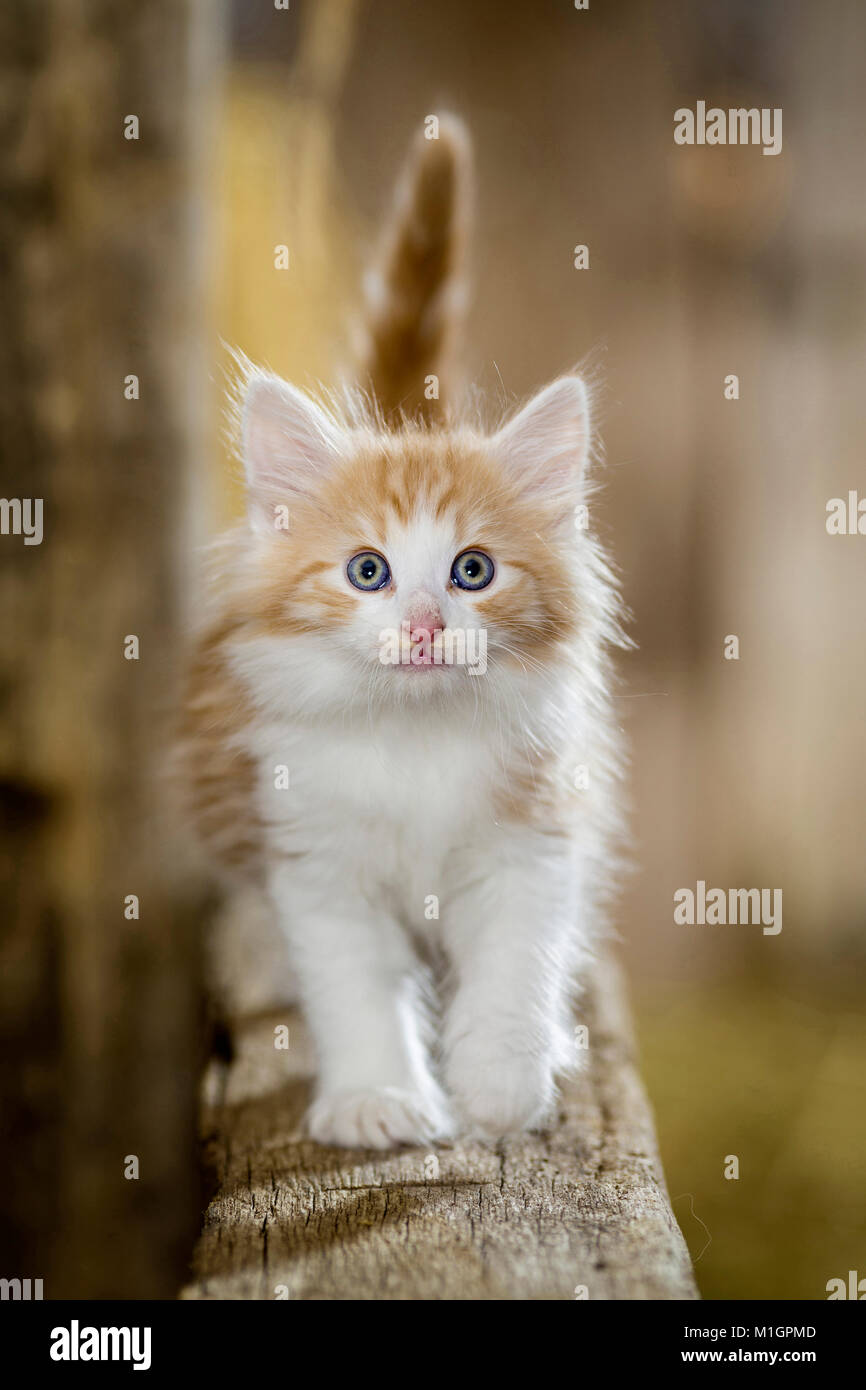 Norwegian Forest Cat. Kitten in a barn, blancing on a wooden beam ...