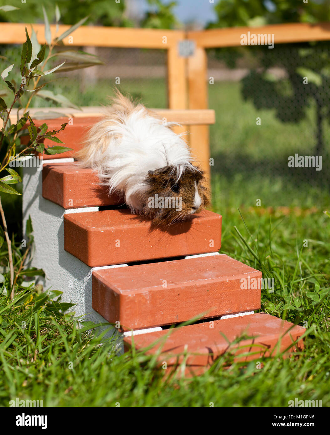 Abyssinian Guinea Pig, Cavie. Adult walking on a staircase, made of ...