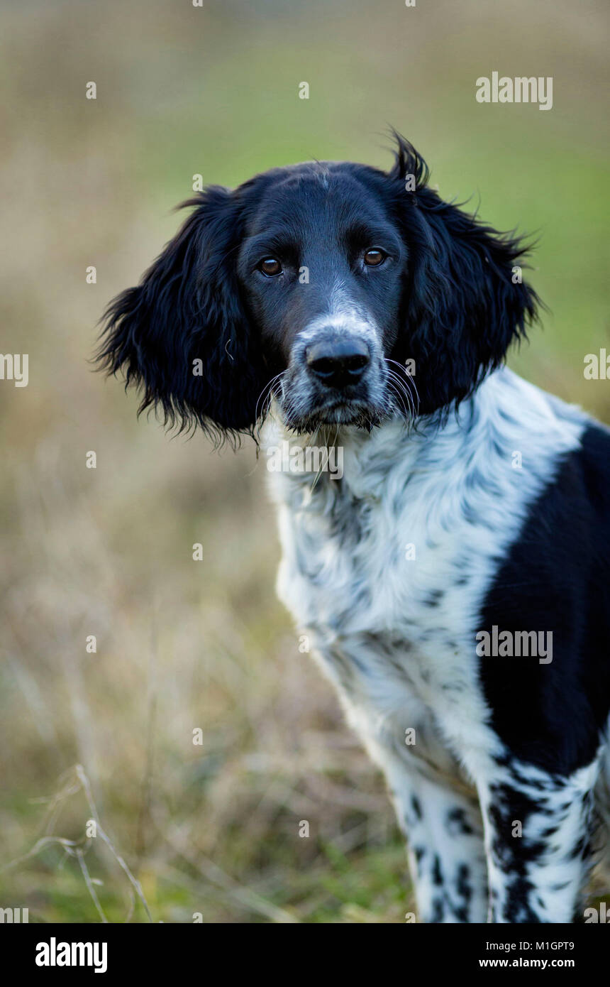 Large Munsterlander. Portrait of juvenile dog. Germany Stock Photo - Alamy