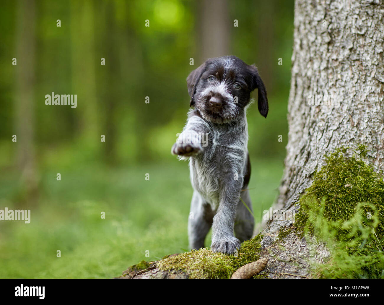 German Wirehaired Pointer. Puppy standing at the base of a tree, with front leg raised. Germany ...