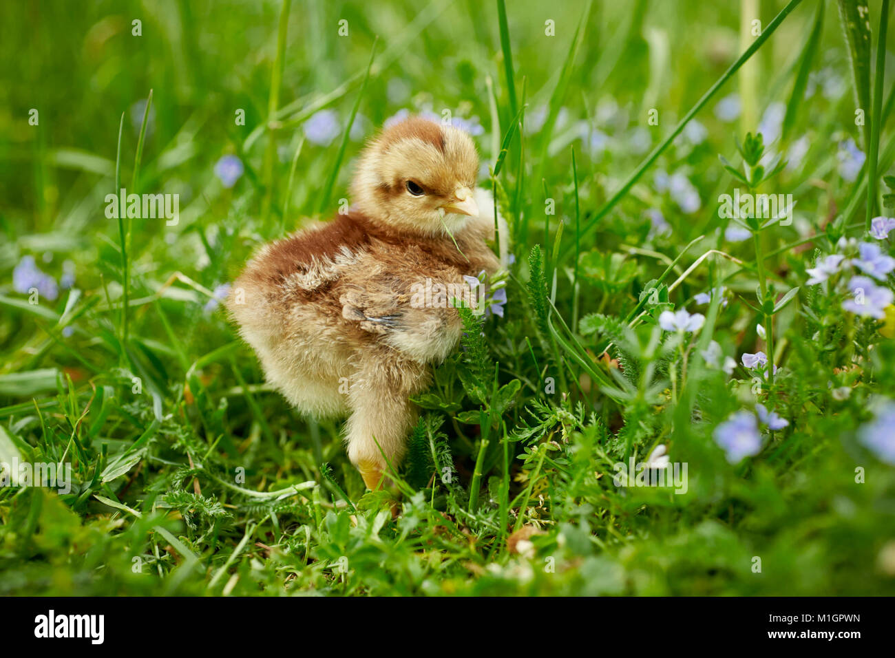 Welsummer Chicken. Chicken standing in flowering Germander Speedwell ...