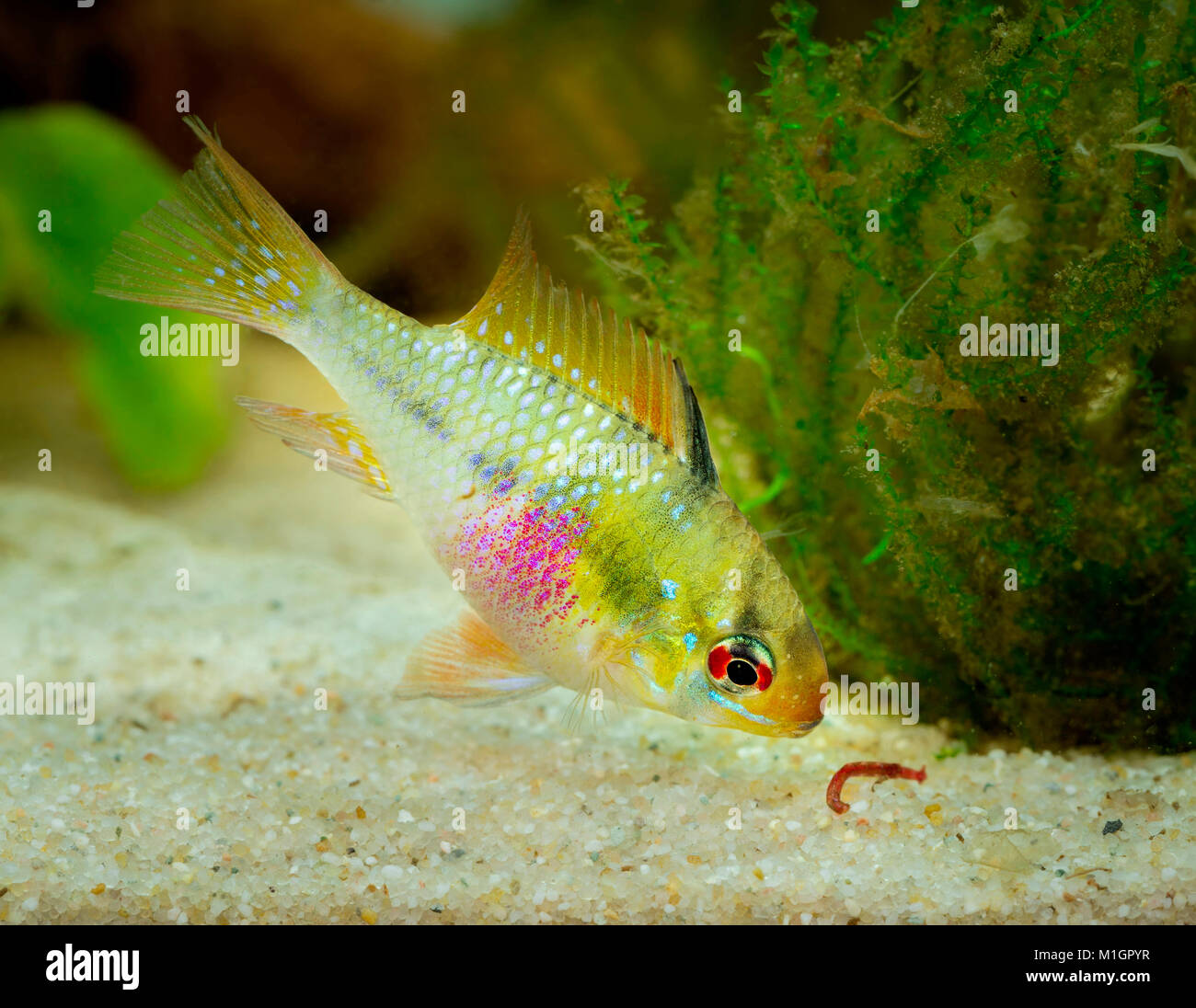 Ram Cichlid (Mikrogeophagus ramirezi) in an aquarium, eating a red ...