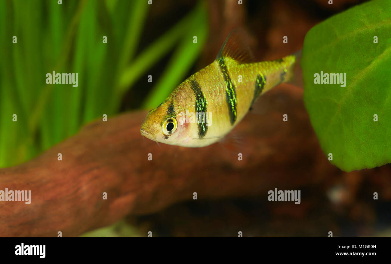 Six-banded Tiger Barb (Desmopuntius hexazona) in an aquarium Stock ...