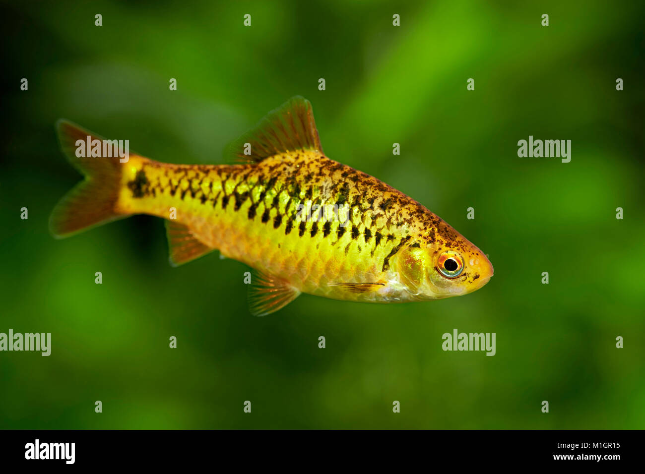 Barbodes semifasciolatus hi-res stock photography and images - Alamy