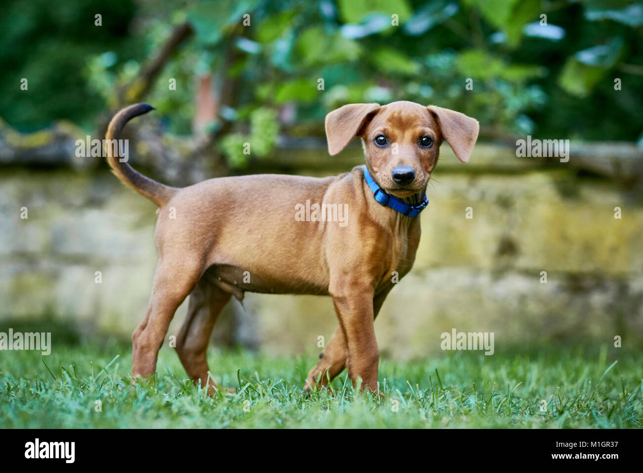 Red German Pinscher Puppies