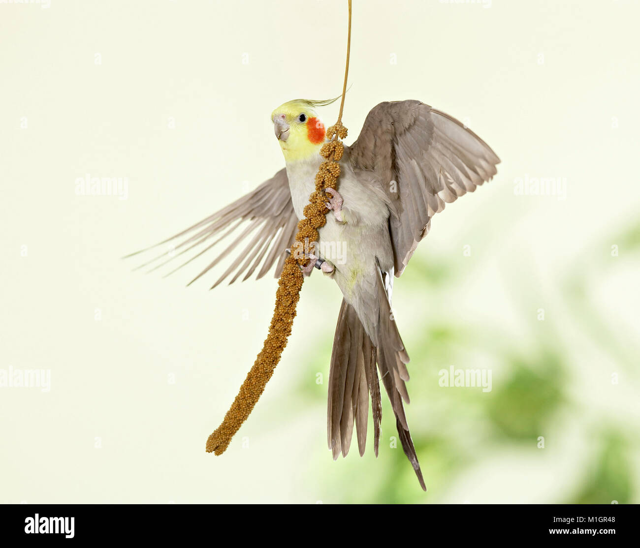 Cockatiel hi-res stock photography and images - Alamy