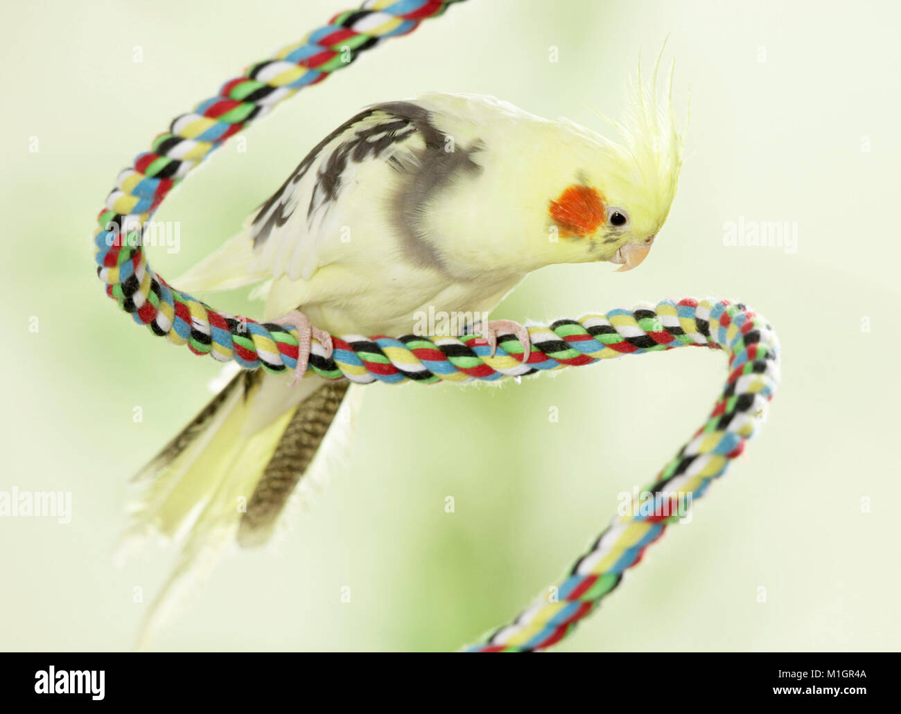 Cockatiel on hi-res stock photography and images - Alamy