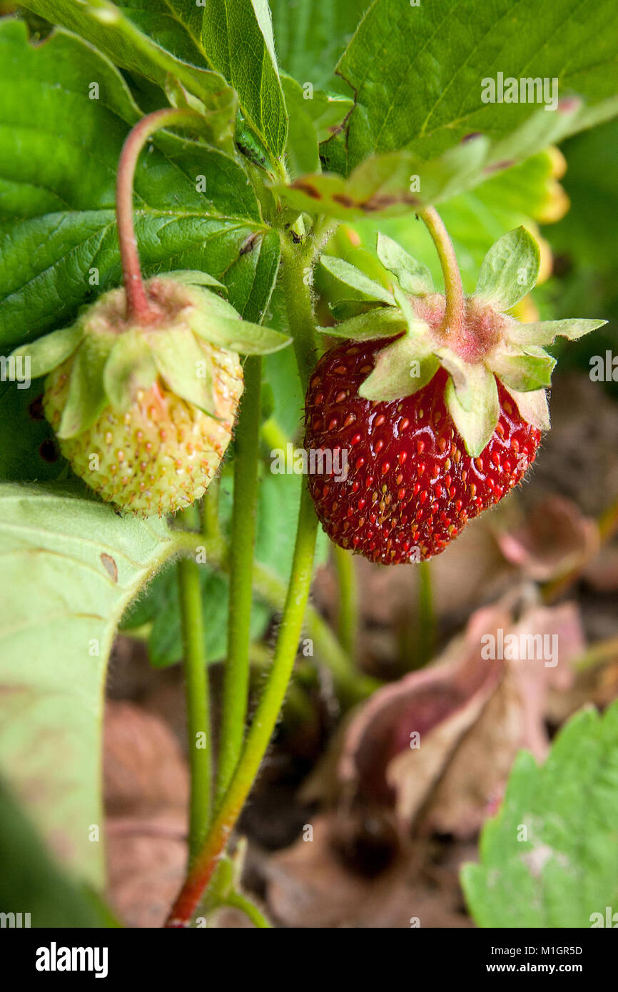 Ripe berries and foliage strawberry. Fresh strawberries that are grown ...