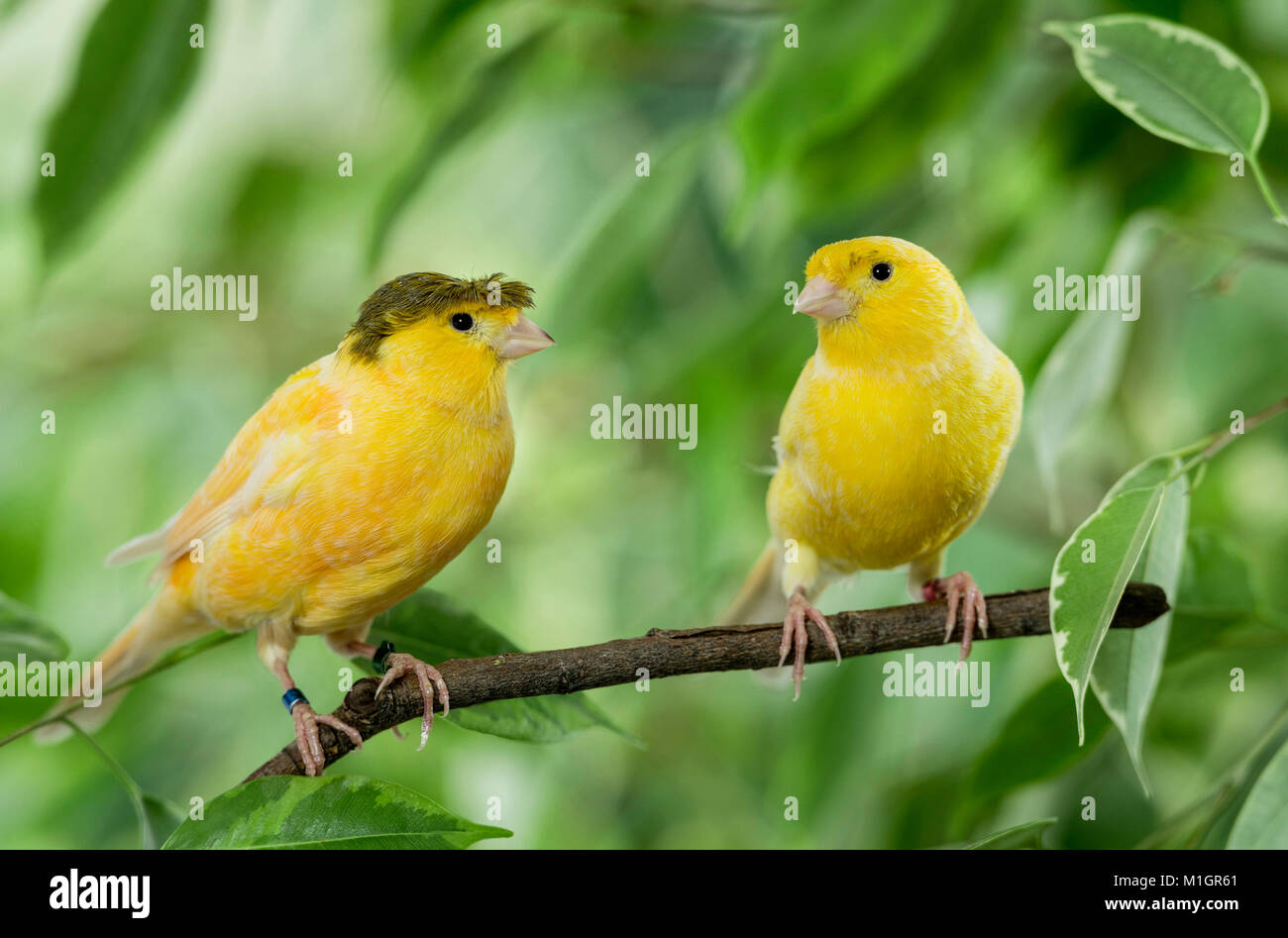 Domestic Canary. Crested and yellow bird perched on a Benjamin Fig twig ...