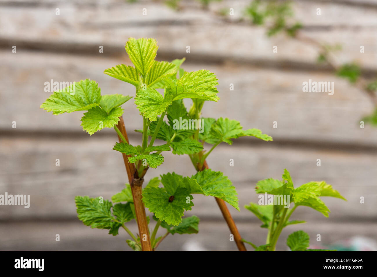 Branch with green leaves of raspberry and young colourful leaves in the ...