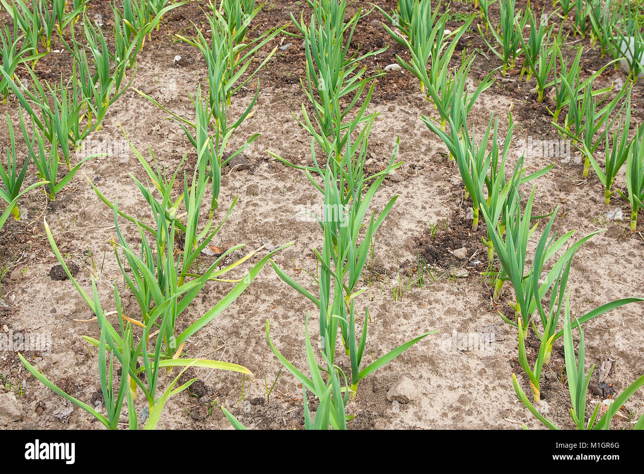 Garlic grows on the vegetable bed. Feathers green onion and garlic are ...