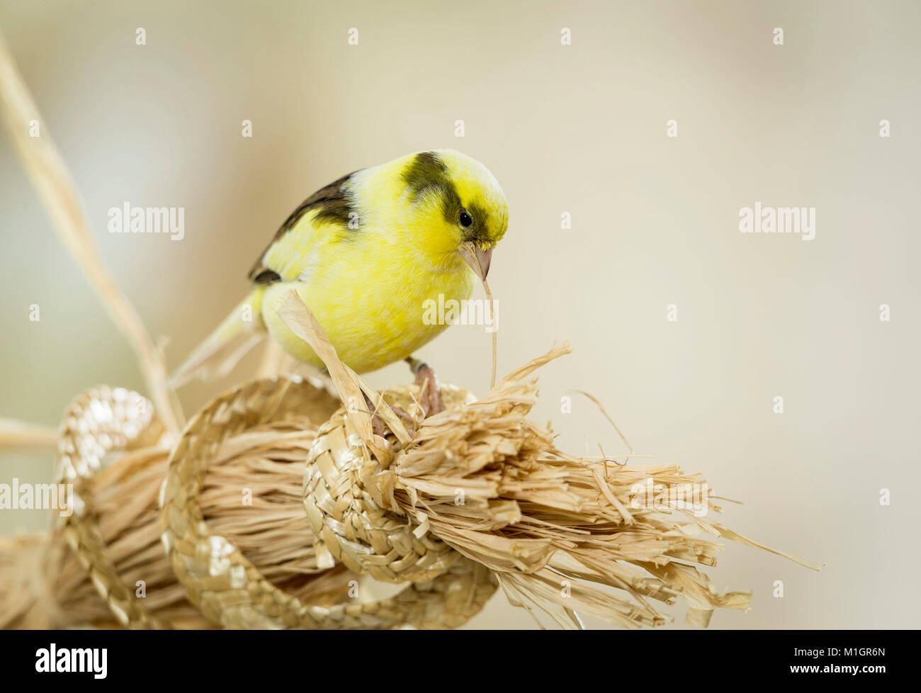 Domestic Canary. Adult pulling on bast fibres. Germany Stock Photo - Alamy