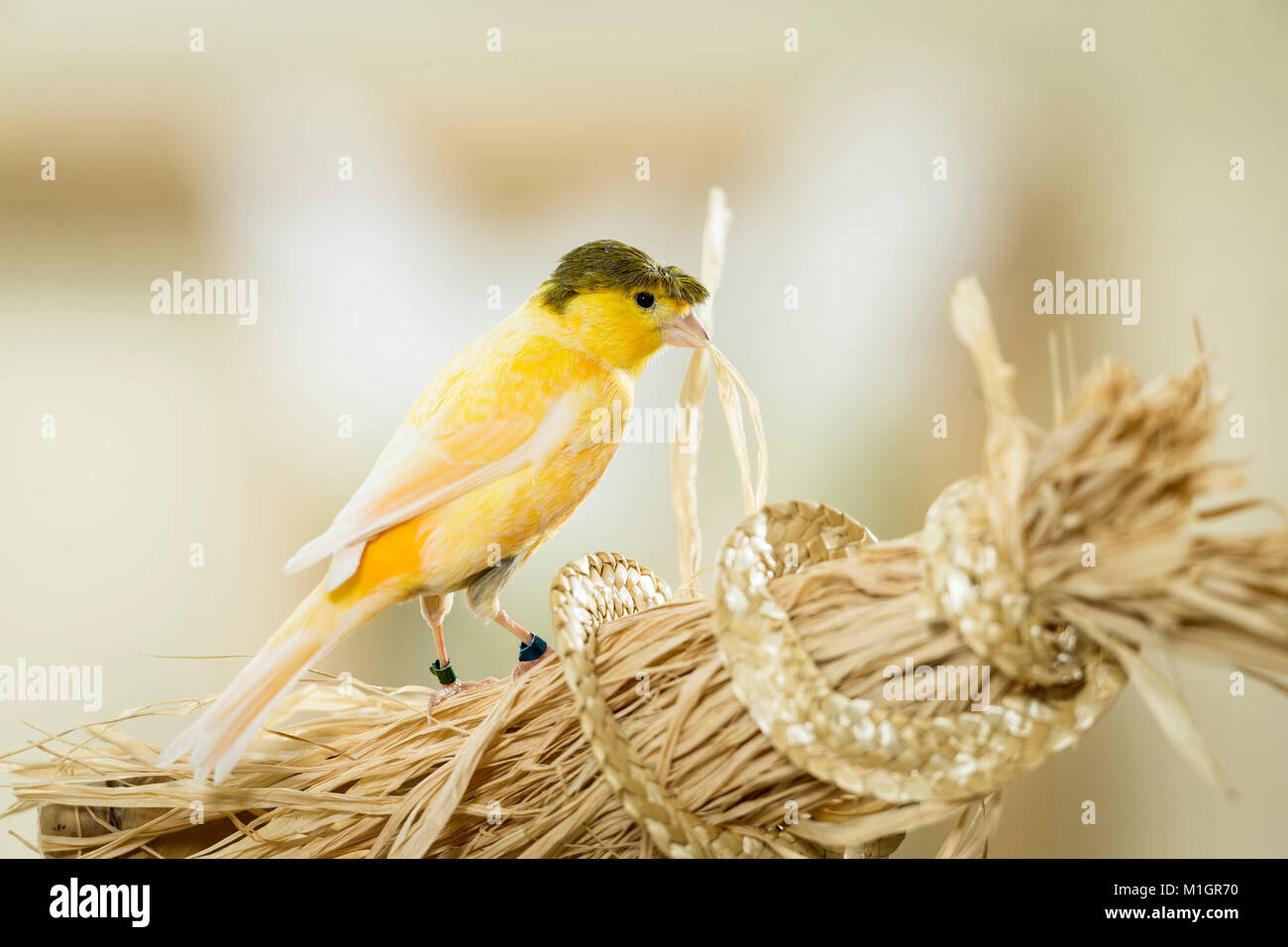 Domestic Canary. Crested adult pulling on bast fibres. Germany Stock ...