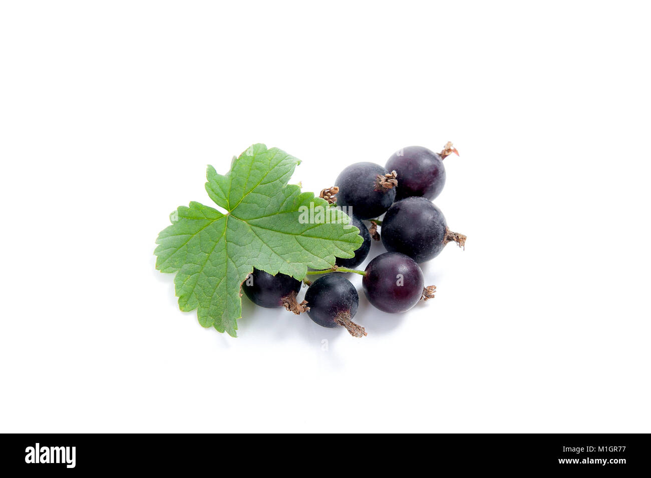 Close up view of black currant berry isolated on white background. A ...