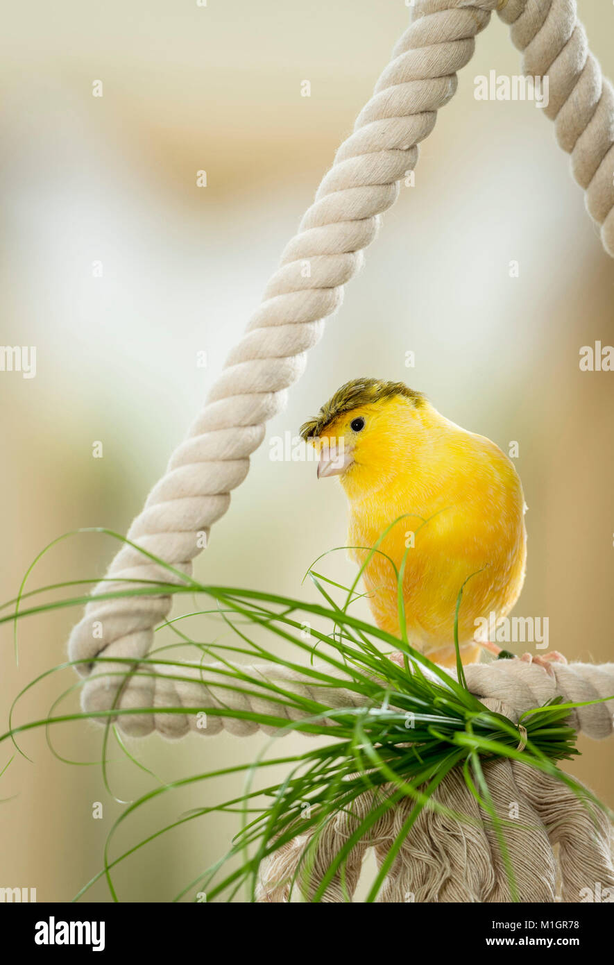 Domestic Canary. Crested adult standing on a swing made of a rope ...