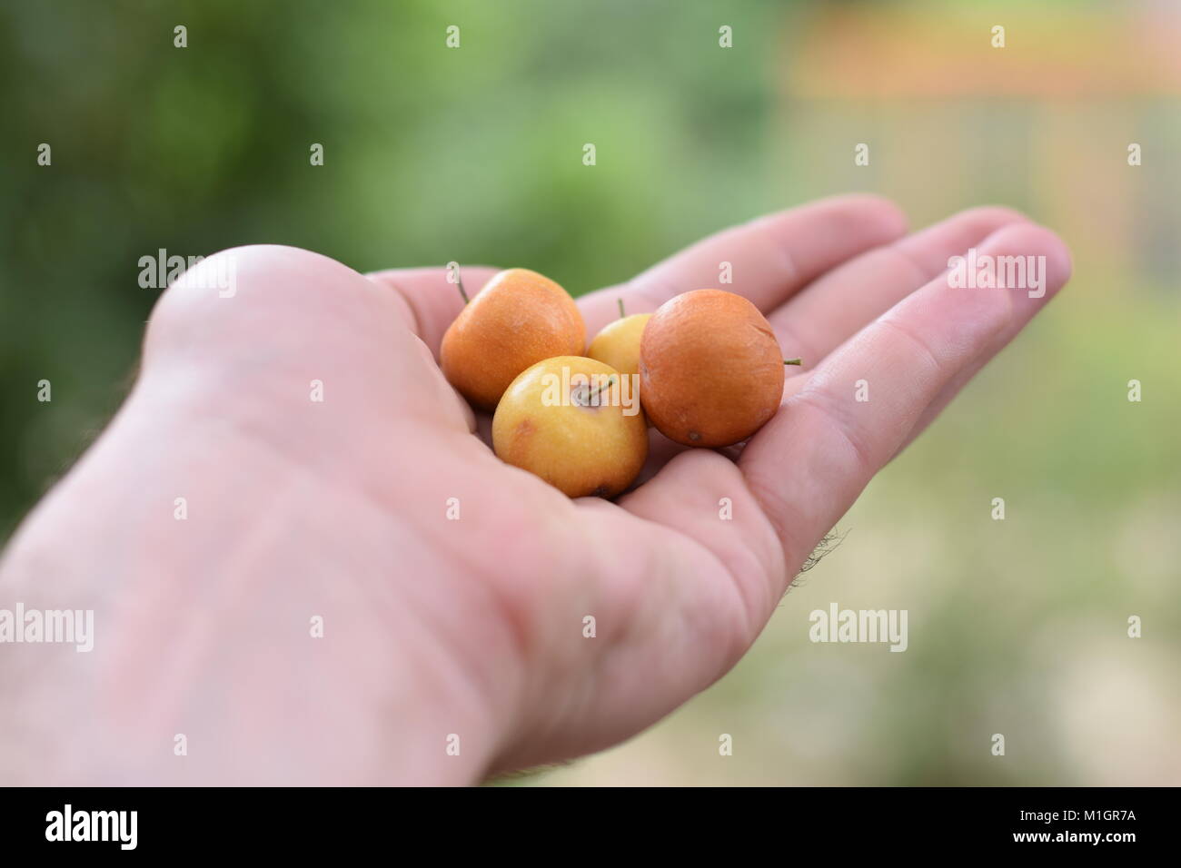 Nutty sweet taste hi-res stock photography and images - Alamy