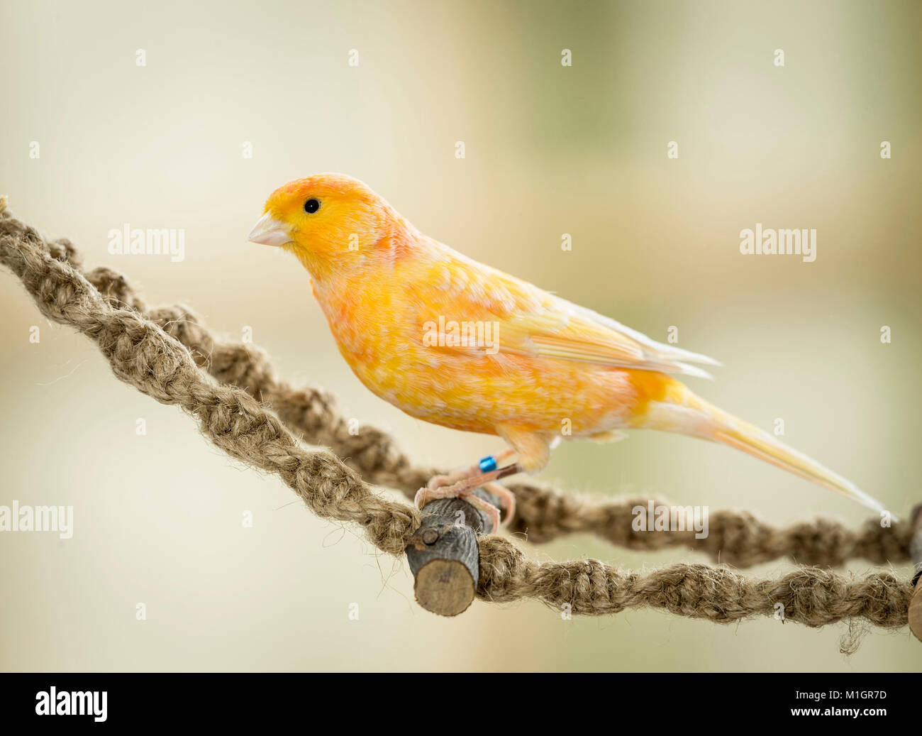 Domestic Canary. Adult standing on a swing bridge. Germany Stock Photo ...