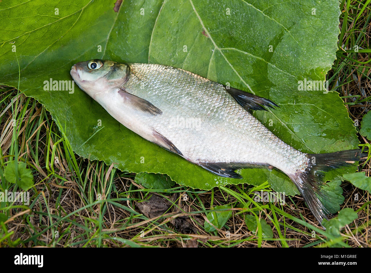 Just taken from the water freshwater common bream known as bronze bream ...