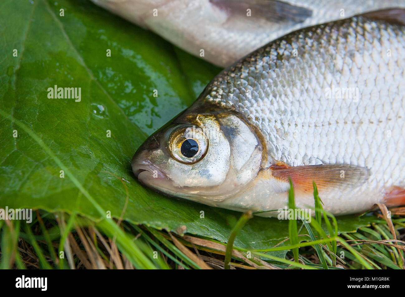 Close up view of the just taken from the water freshwater white bream ...
