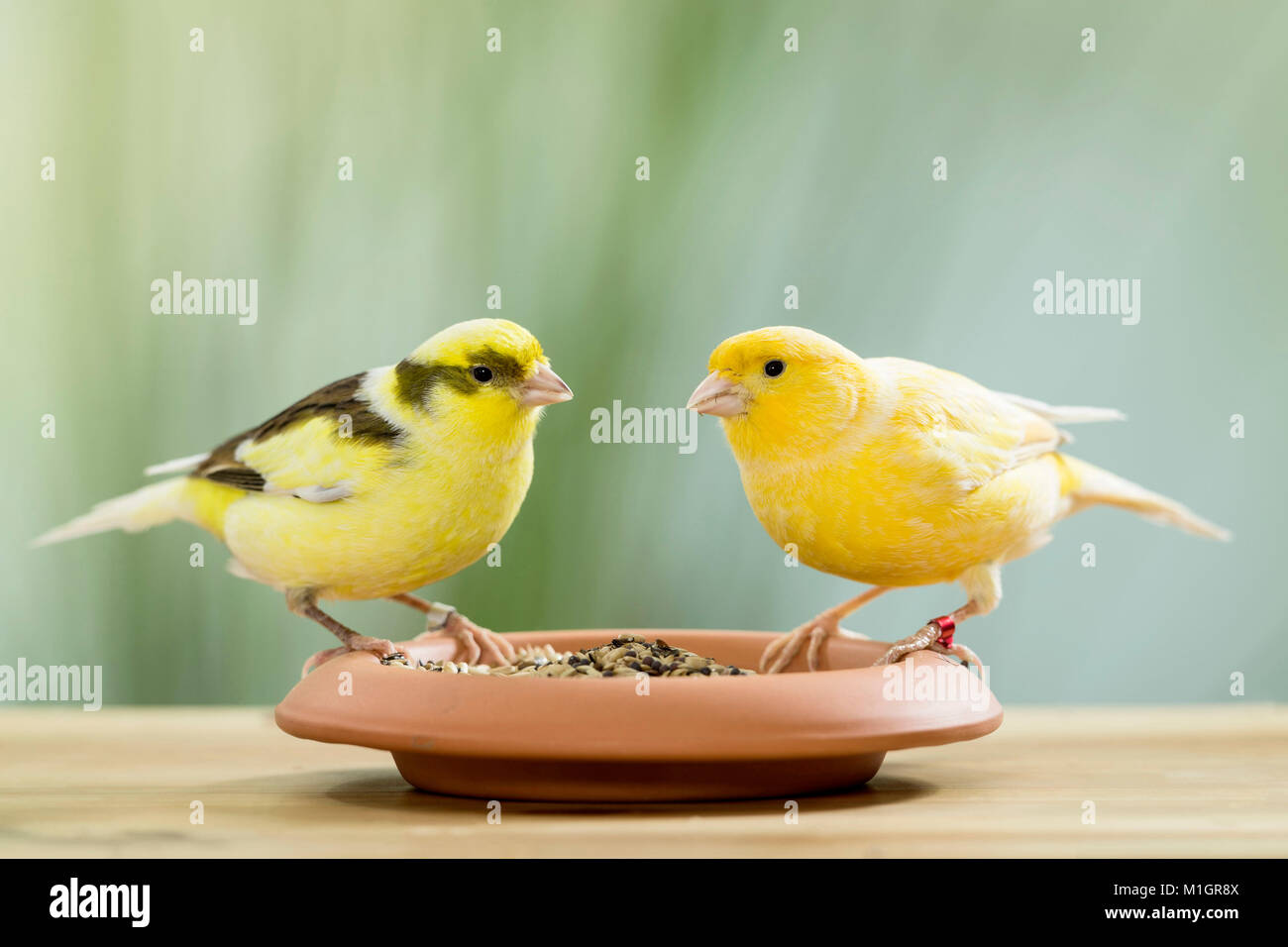 Domestic canary. Two birds of different colour standing on a dish ...