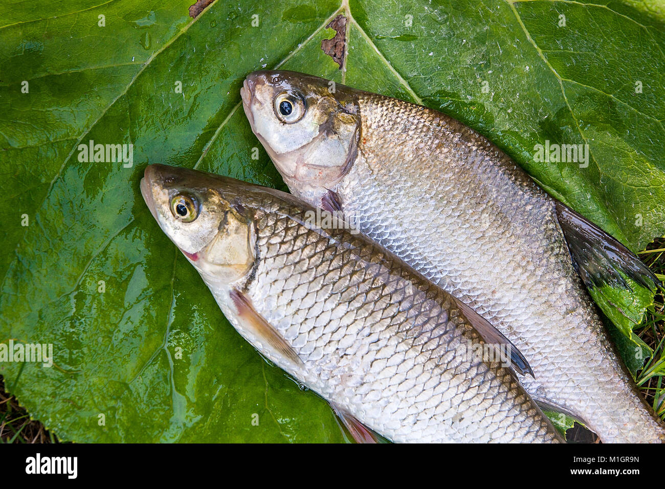 Several just taken from the water freshwater common bream known as ...