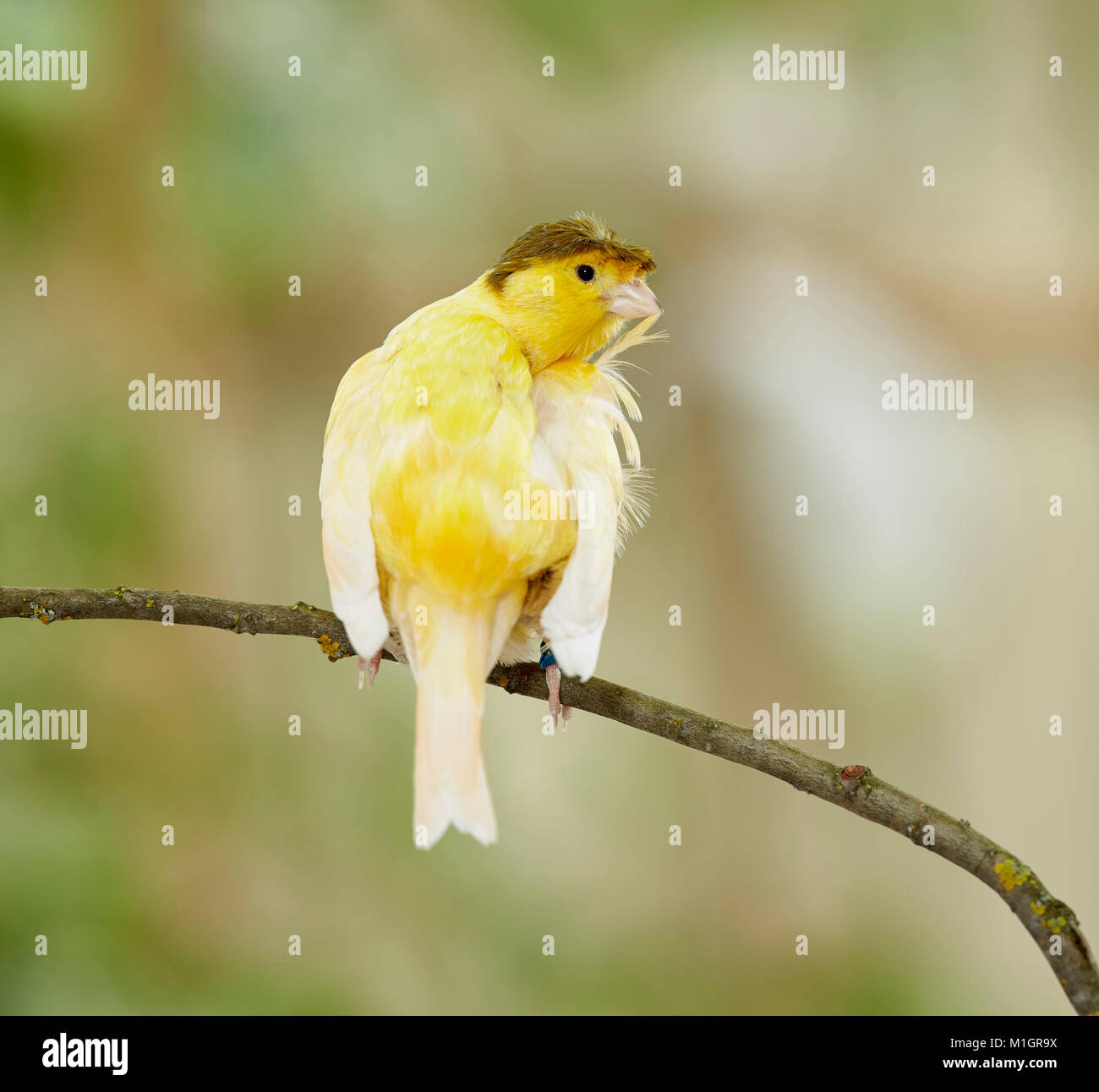 Bird preening behaviour hi-res stock photography and images - Alamy