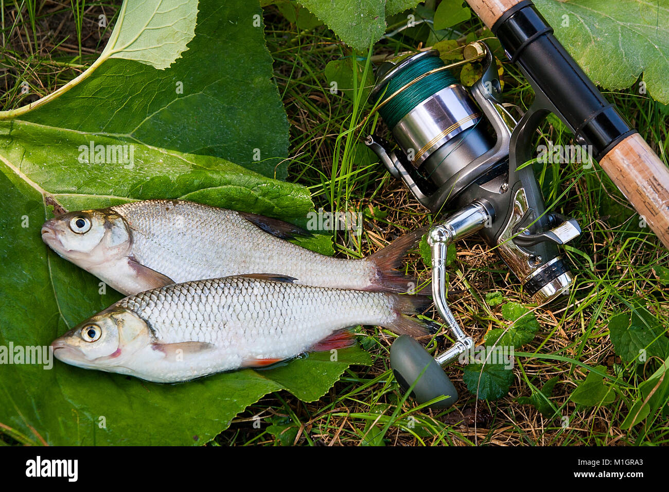 Several just taken from the water freshwater common bream known as ...