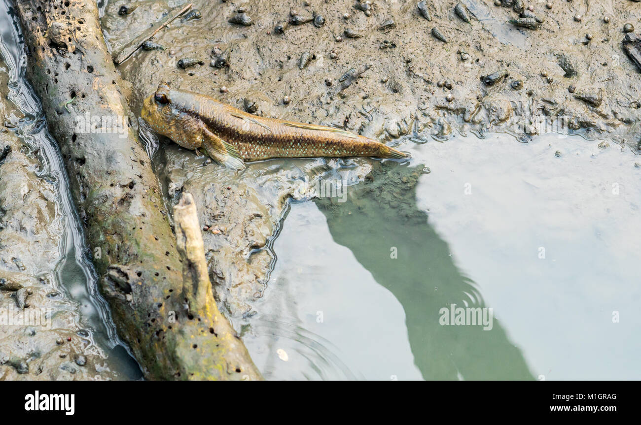 Mudskipper amphibious fish hi-res stock photography and images - Alamy