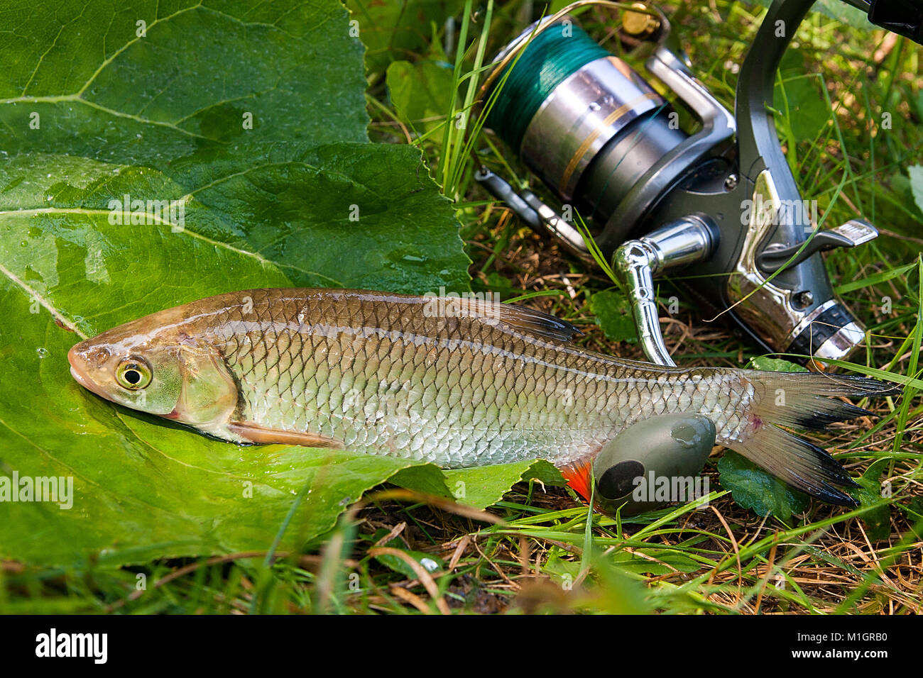 Close up view of the just taken from the water freshwater chub fish ...