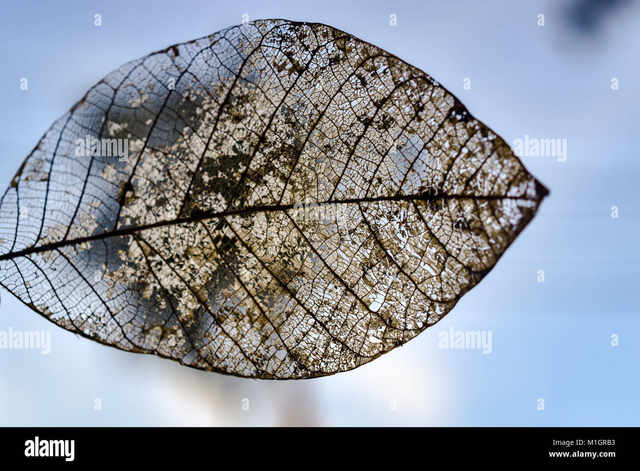 detailed texture of a mangrove tree leaf Stock Photo - Alamy