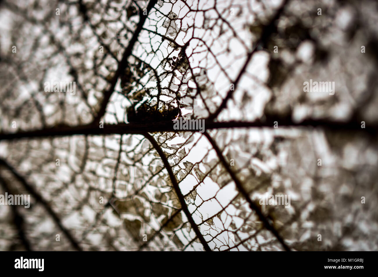 detailed texture of a mangrove tree leaf Stock Photo - Alamy
