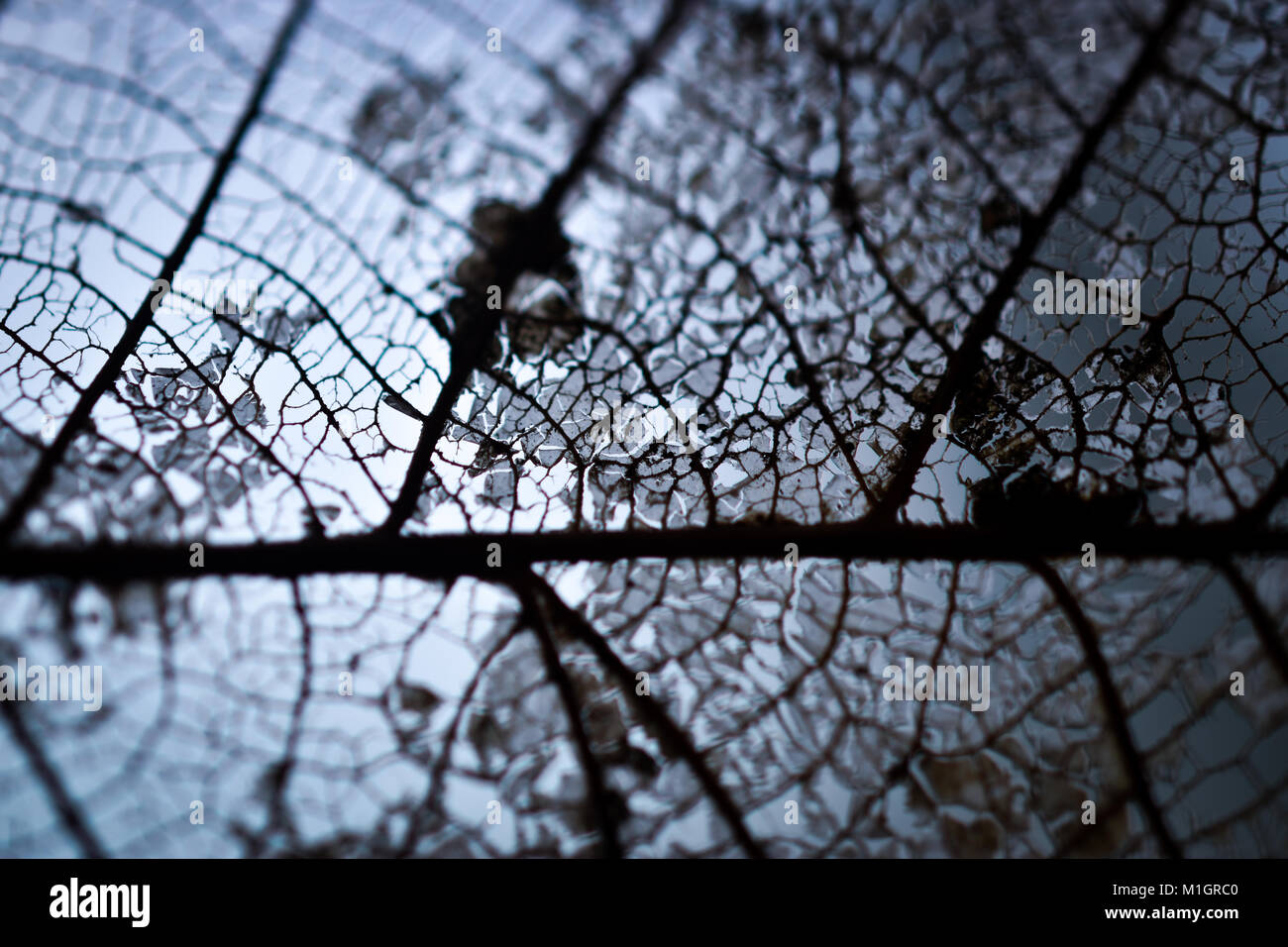 detailed texture of a mangrove tree leaf Stock Photo - Alamy