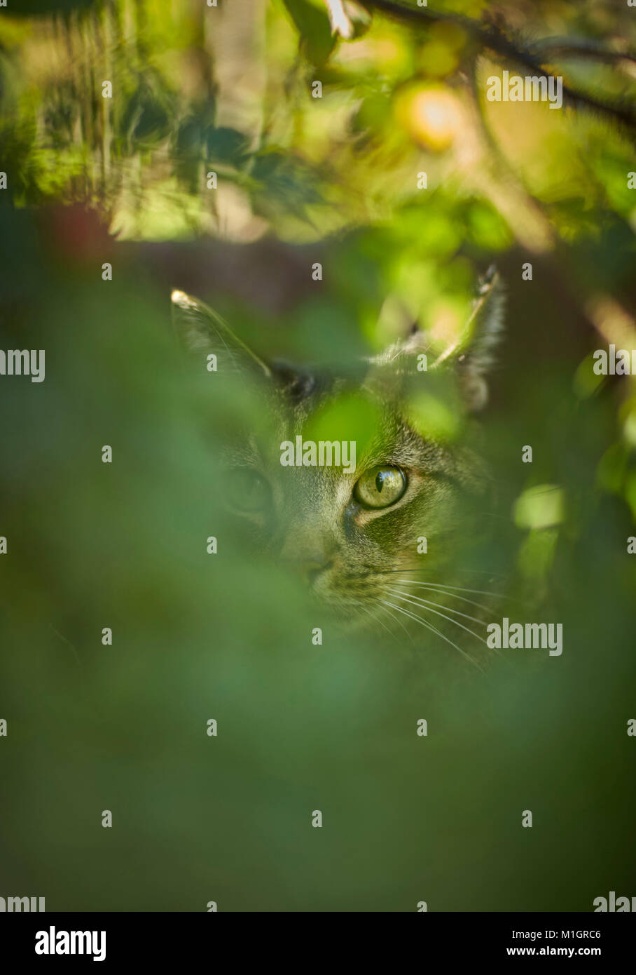 Gray cat outside hi-res stock photography and images - Alamy