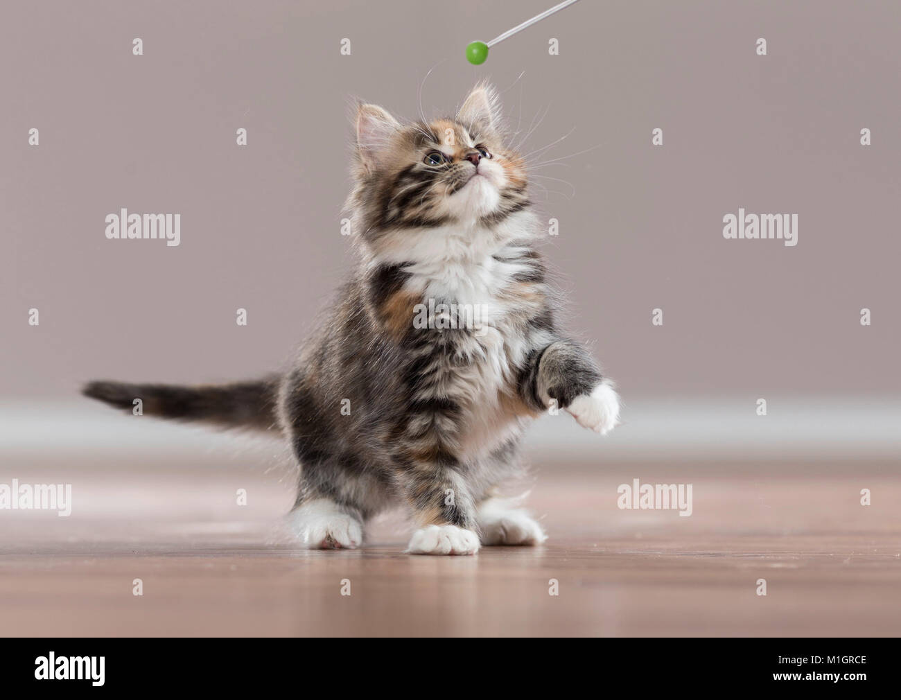 American Longhair, Maine Coon. Kitten with target stick during clicker ...