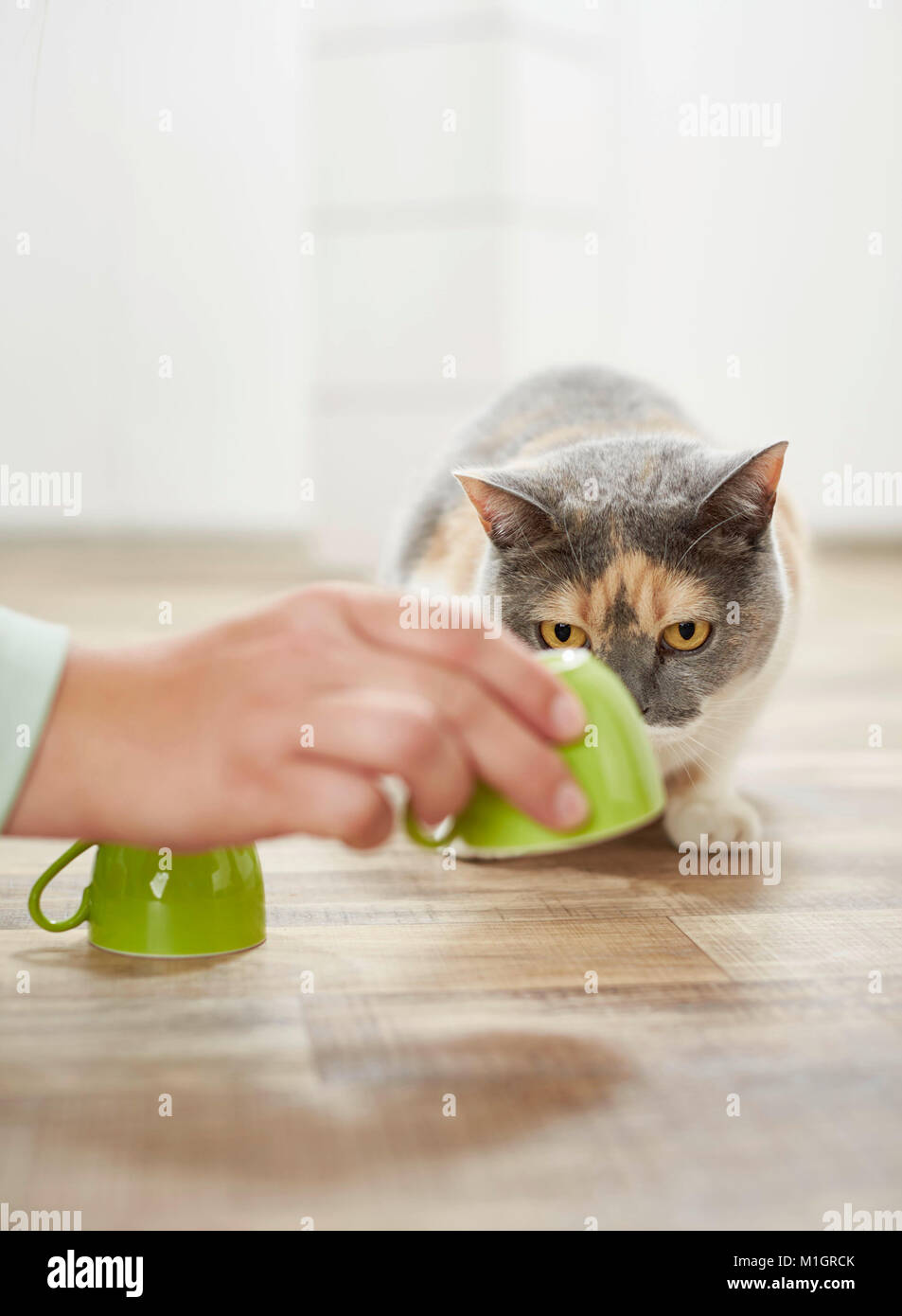Shell game and cat hi-res stock photography and images - Alamy