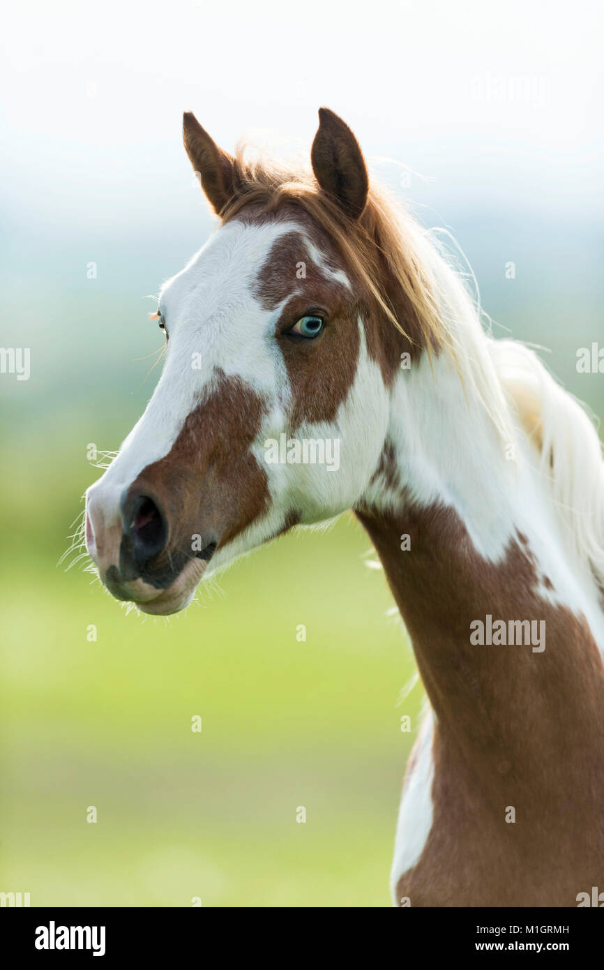 Pintabian hi-res stock photography and images - Alamy