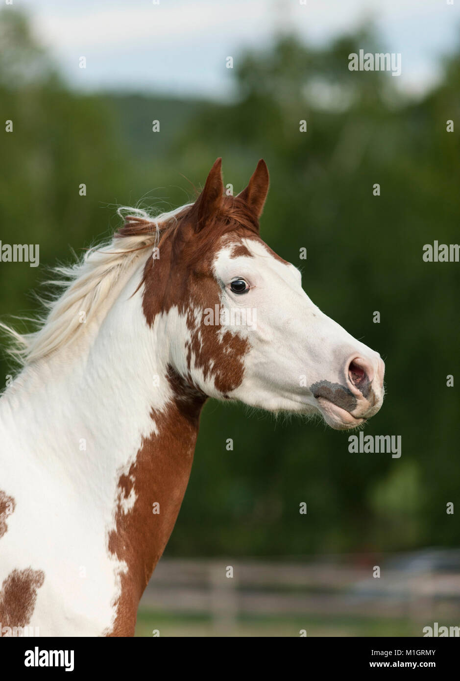 Pintabian. Portrait of adult. Germany Stock Photo - Alamy