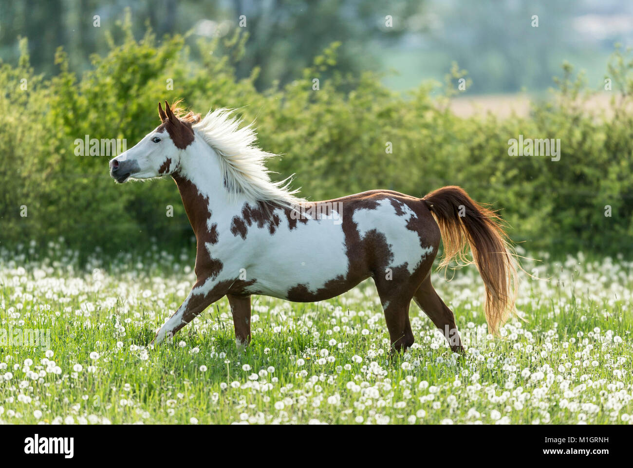 Pintabian hi-res stock photography and images - Alamy