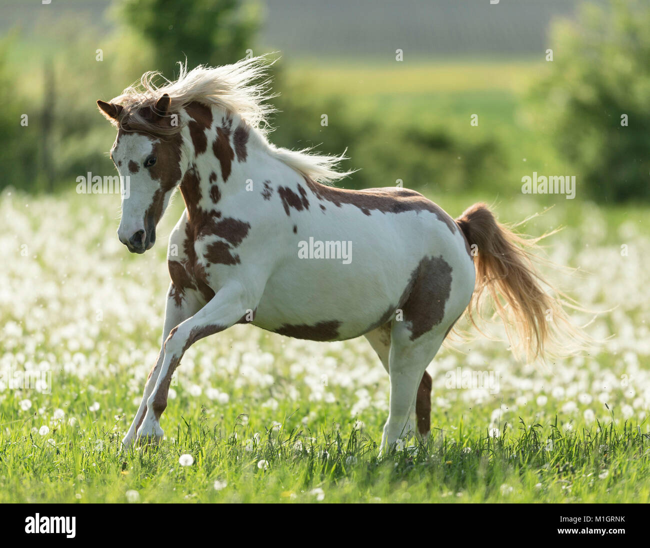 Pintabian hi-res stock photography and images - Alamy