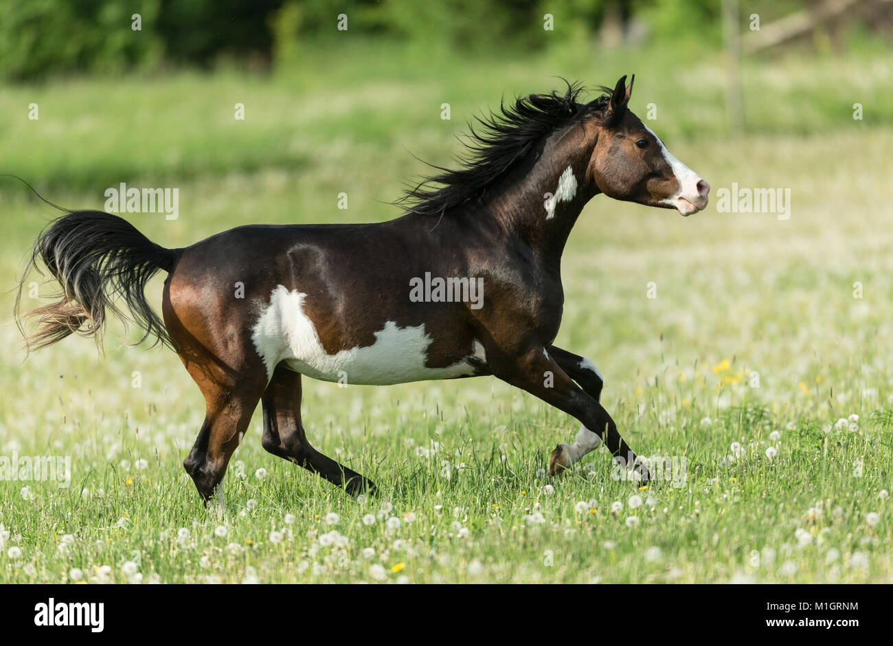 Pintabian hi-res stock photography and images - Alamy