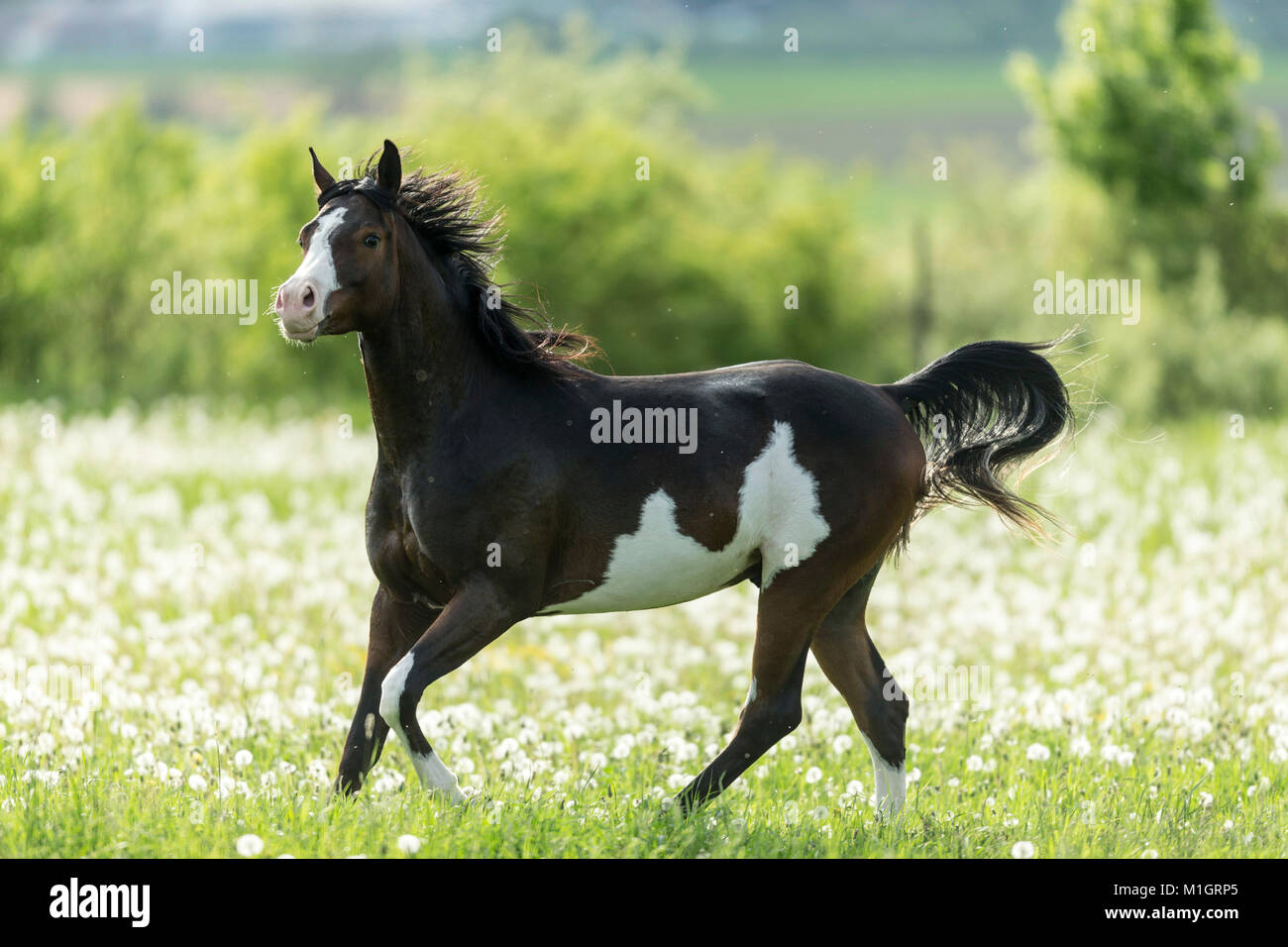 Pintabian hi-res stock photography and images - Alamy