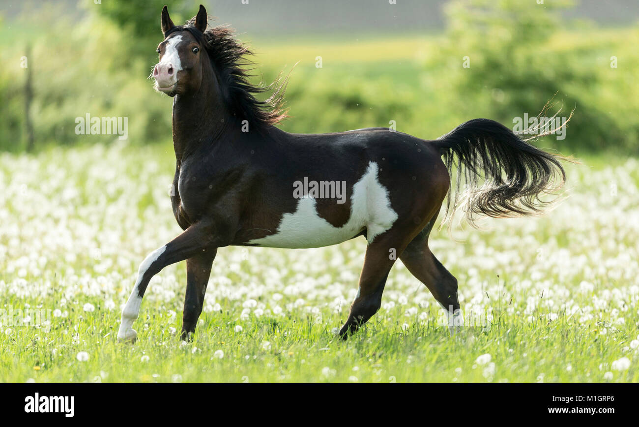 Pintabian. Adult galloping on a pasture in spring. Germany Stock Photo ...