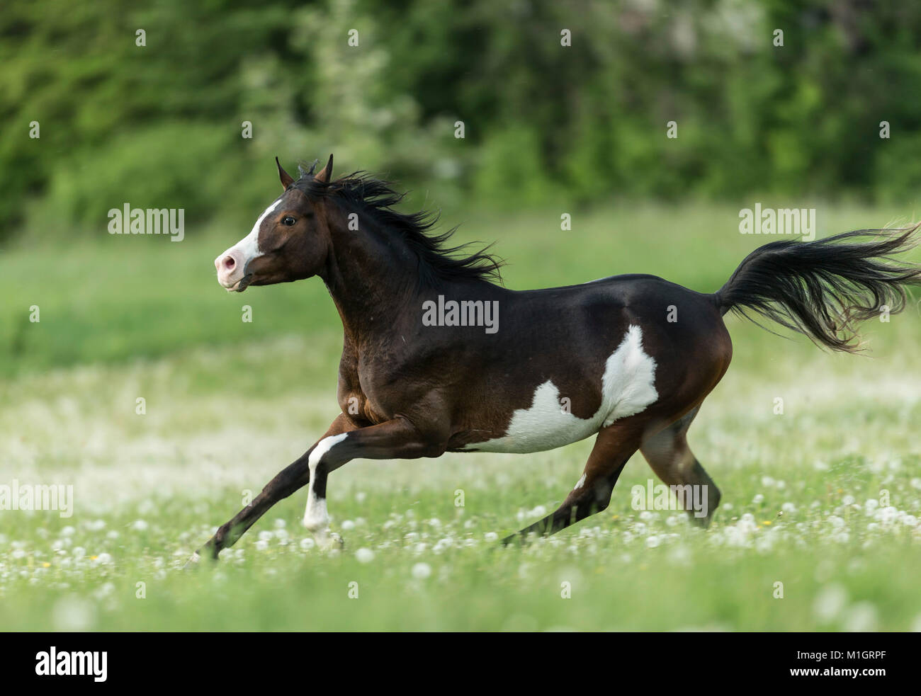 Pintabian hi-res stock photography and images - Alamy