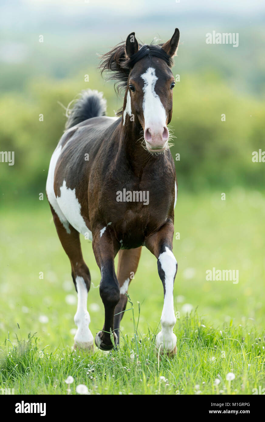 Pintabian. Adult galloping on a pasture in spring. Germany Stock Photo ...
