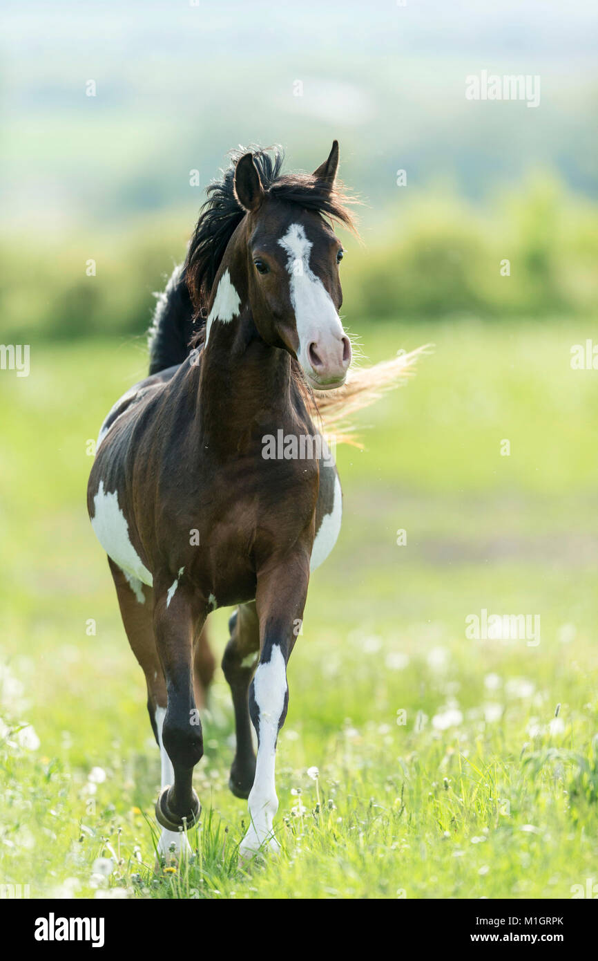 Pintabian hi-res stock photography and images - Alamy